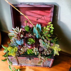 Succulent Treasure Box | Succulent Gift - Etsy