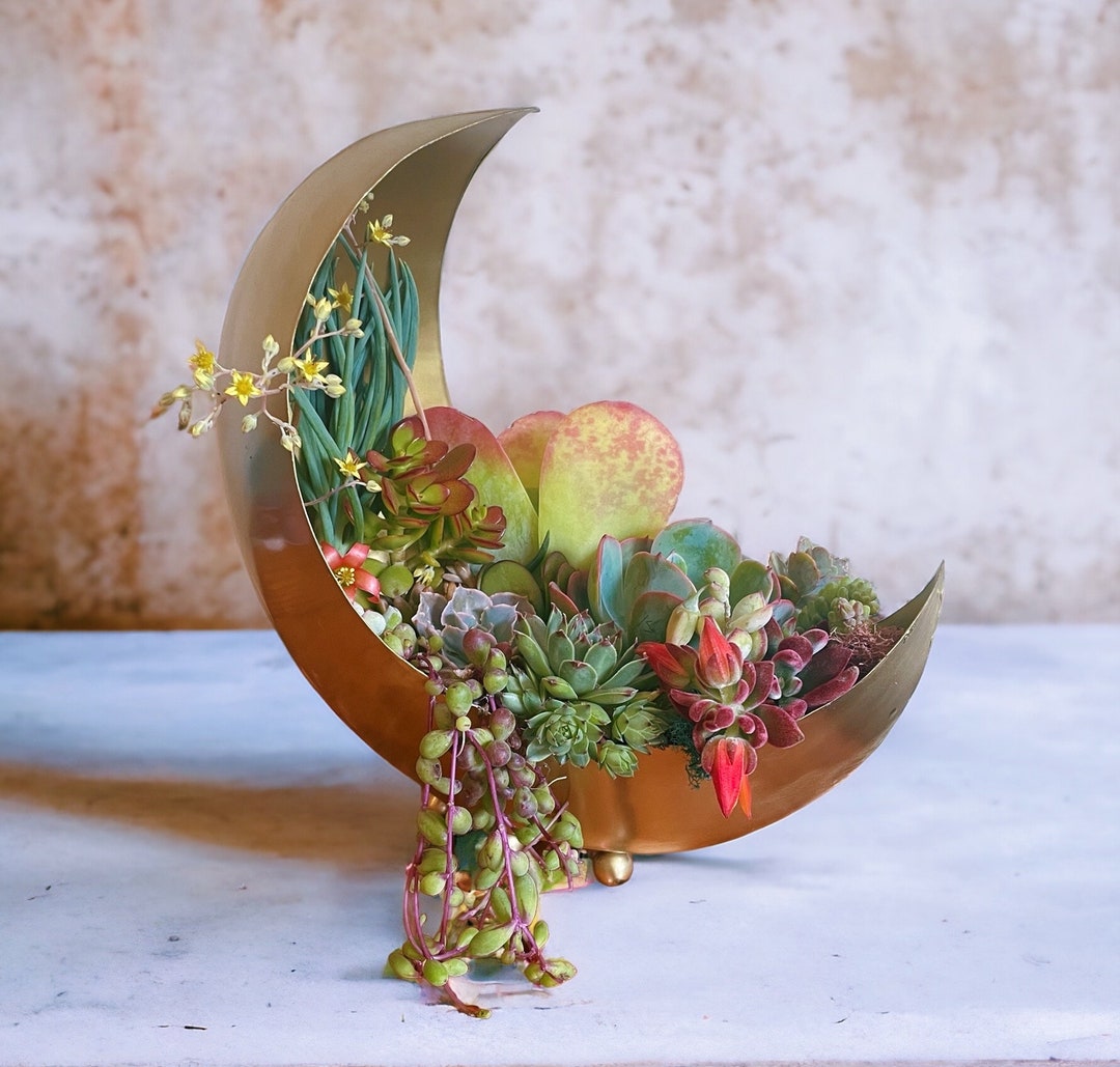 Large Moon Planter With Succulents | Crescent Moon Planter - Etsy