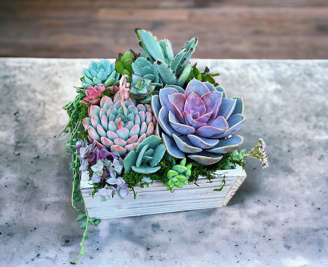 Aurora Succulent Arrangement Succulent Bouquet in a Box Designer ...