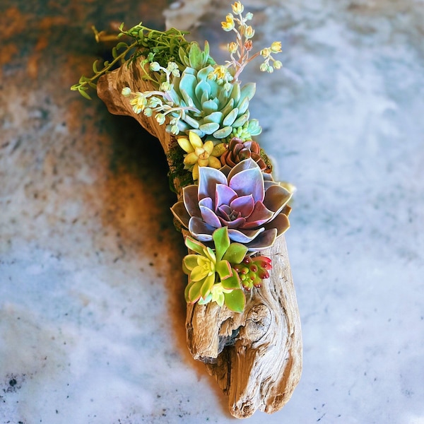 Succulent Log Planter - Etsy