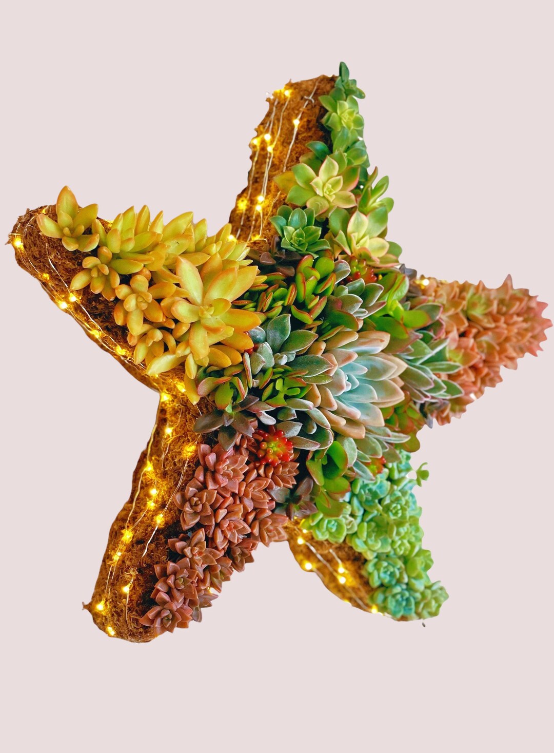 Light-up Succulent Star Topiary – Hanging Living Wall Art With LED ...