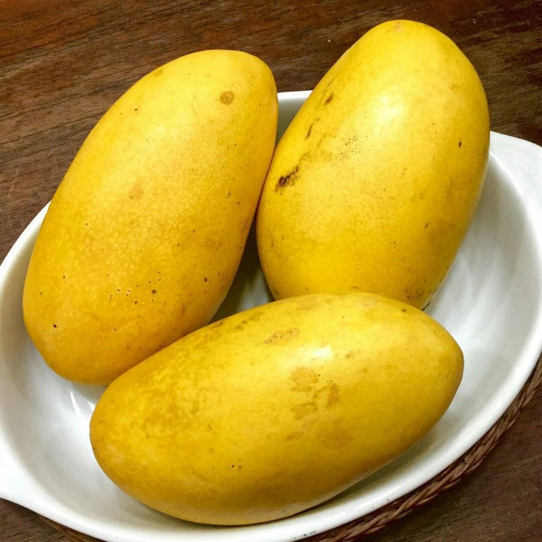 LIMITED SUPPLY! Rare DWARF Grafted Carabao Mango Guineas Book Certified ...