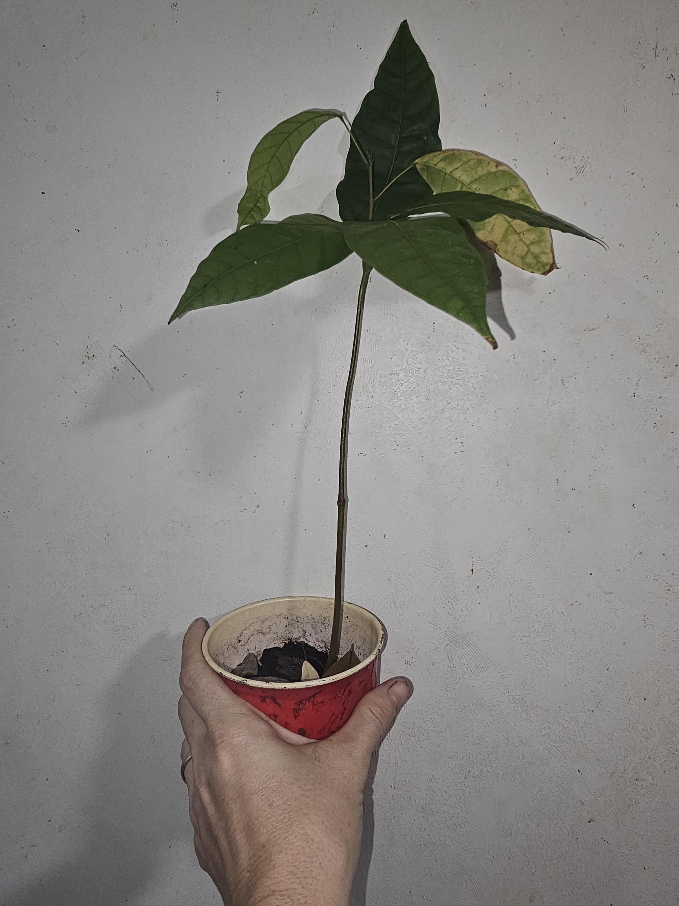 Dwarf Mauna Loa Mountain Blue Ash Cacao Cold Hardy Hybrid! Hawaiian ...