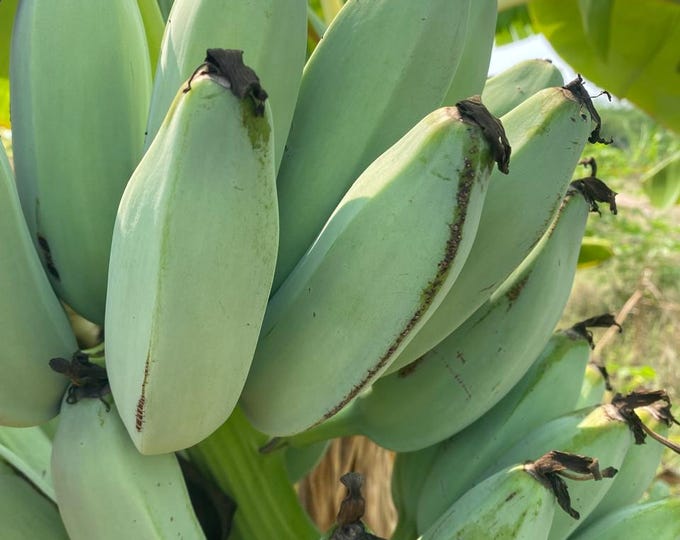 Dwarf Java Blue Ice Cream Banana Plant Creamy Sweet Flavor! Corm Not ...