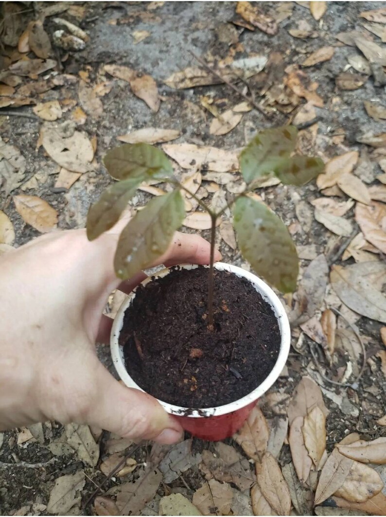 Dwarf Cold Hardy Red Ruby Longan - Etsy