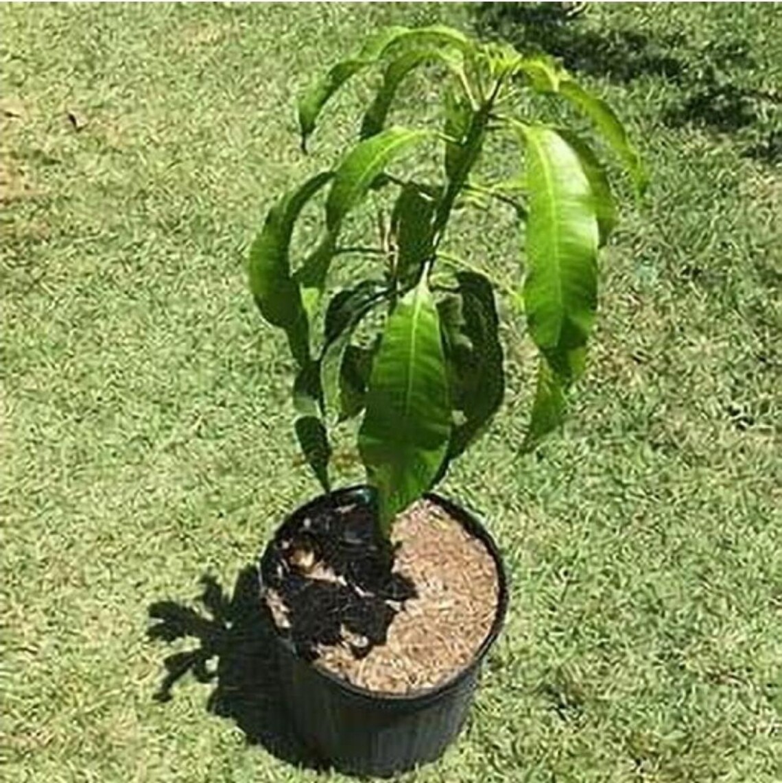 LIMITED SUPPLY! Rare DWARF Grafted Carabao Mango Guineas Book Certified ...