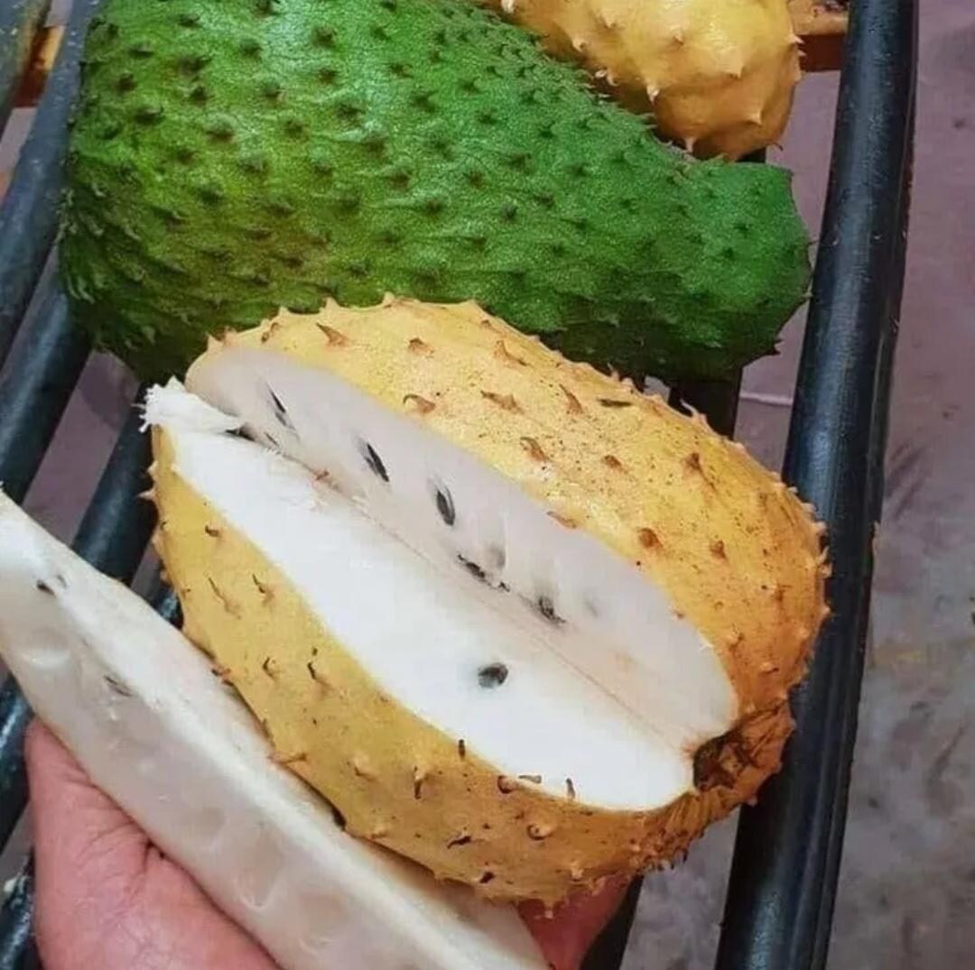 Dwarf Golden Guanabana Soursop Huge Fruit on Small 8-10 Ft Tree! - Etsy