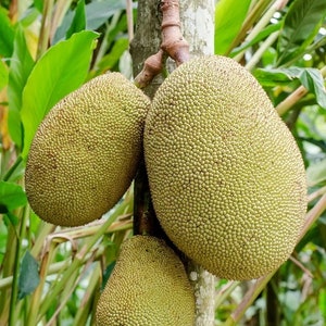 Dwarf Gulabi Jackfruit! Starter Tree! ROSE Scented Huge Fruit on Small ...