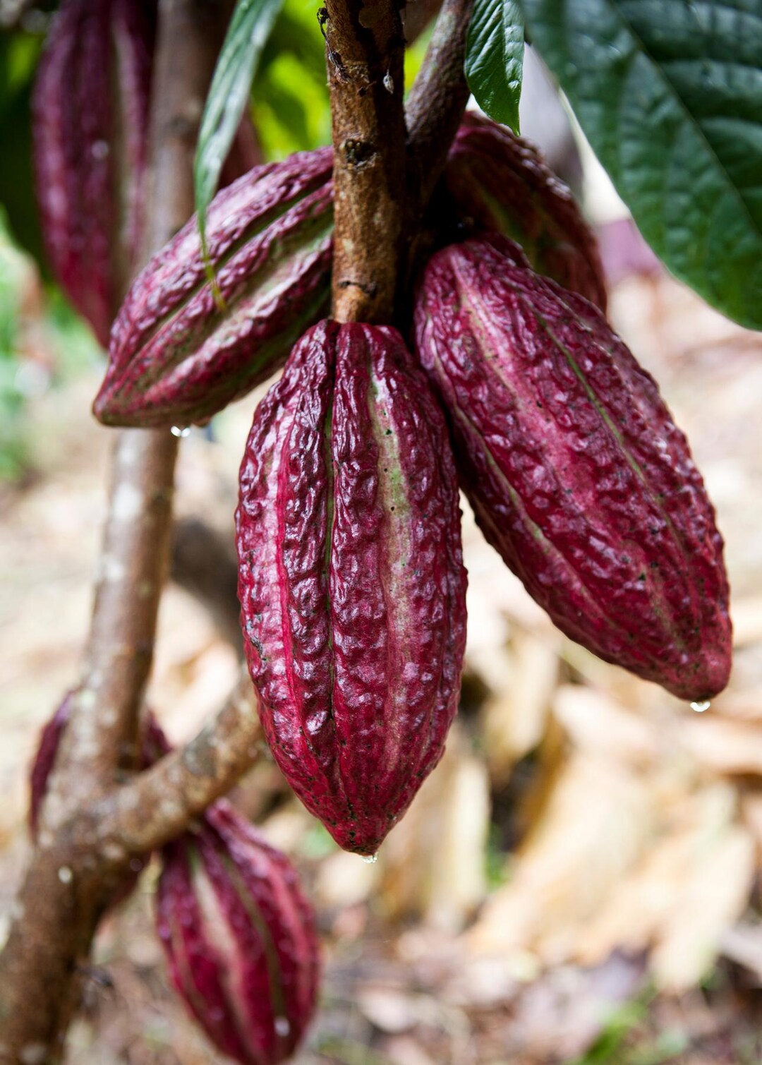 Dwarf Cold Hardy Puerto Rican Rose Cacao Huge Fruit Size Hybrid! Sweet ...