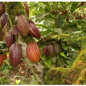 Dwarf Costa Rican Limon Tiko Cacao XL Fruit Hybrid! EXTRA Sweet Cacao ...