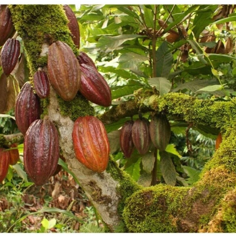 Theobroma Cacao - Etsy