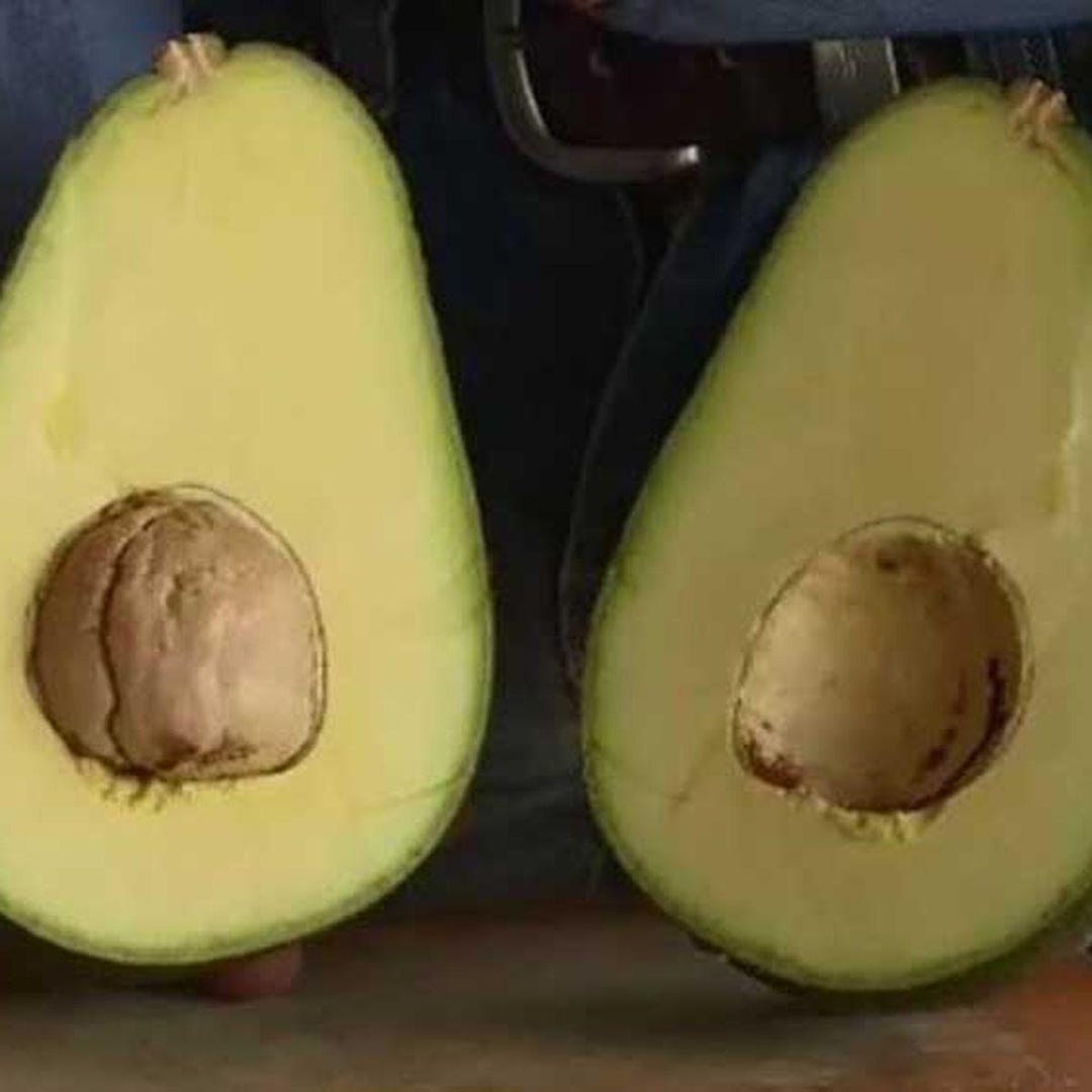Grafted Cold Hardy Dwarf Avozilla Australian Avocado Largest Avocado ...