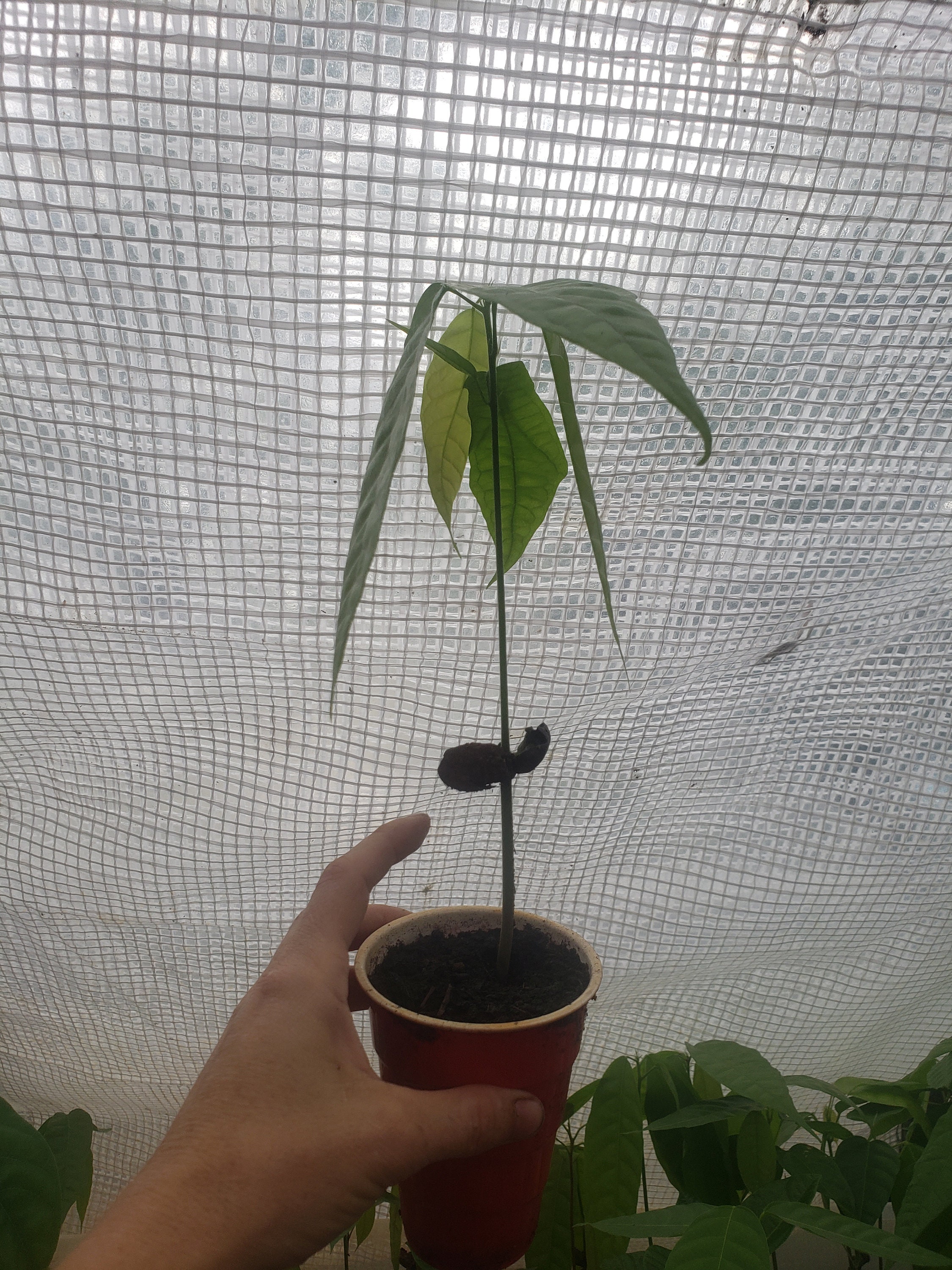 Dwarf Costa Rican Limon Tiko Cacao XL Fruit Hybrid EXTRA Sweet Cacao - Etsy