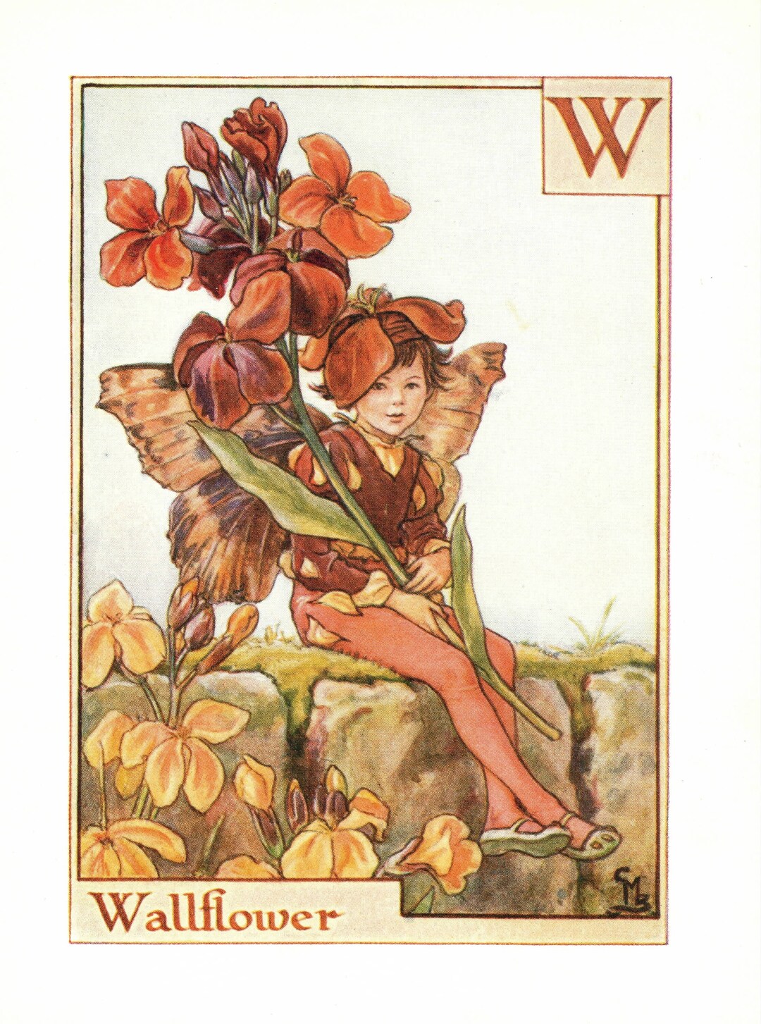 A Flower Fairy Alphabet: the Letter W is for Wallflower Fairy Vintage ...