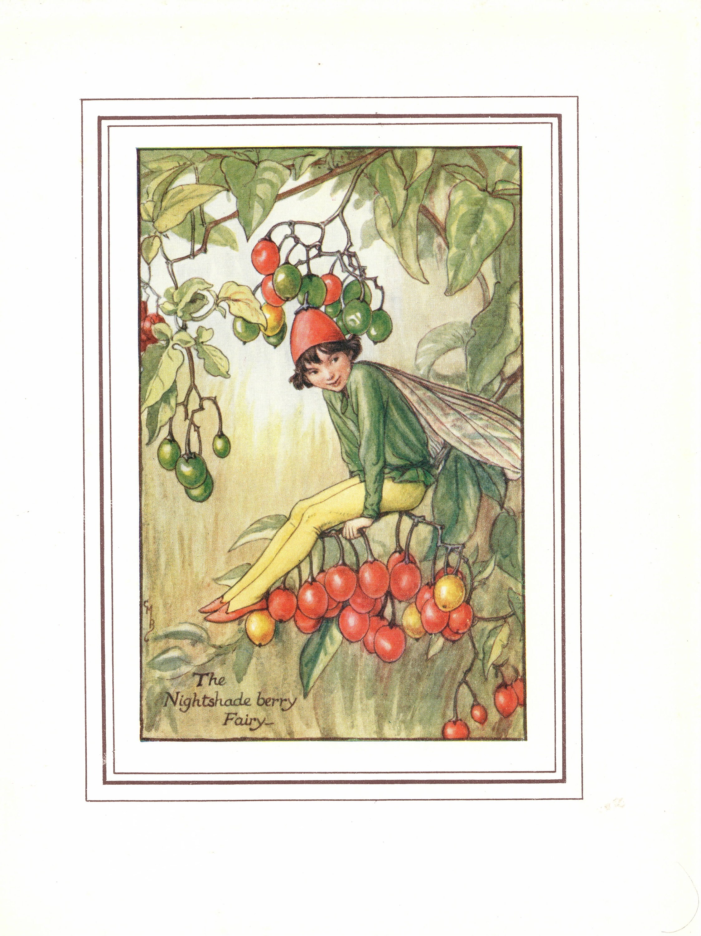 Flower Fairies: the NIGHTSHADE BERRY Fairy Vintage Print C1930 by ...