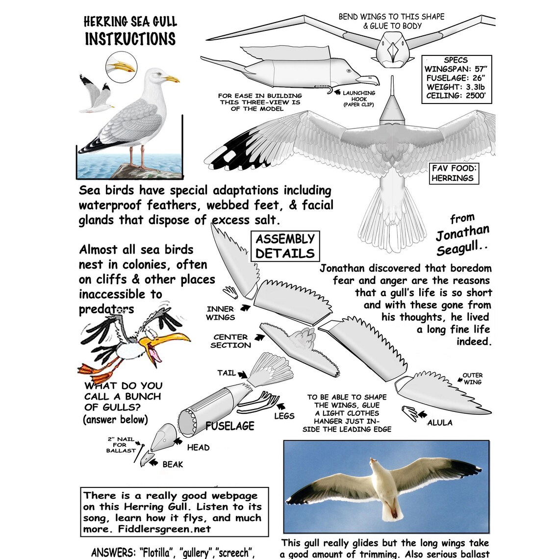 Sea Gull Model, Bird 3d Model, Paper Model Bird - Etsy