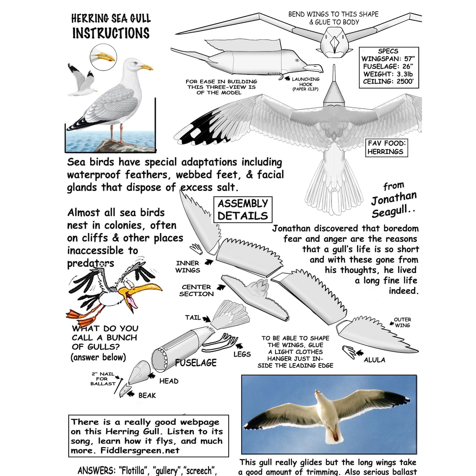 Sea Gull Model, Bird 3d Model, Paper Model Bird - Etsy