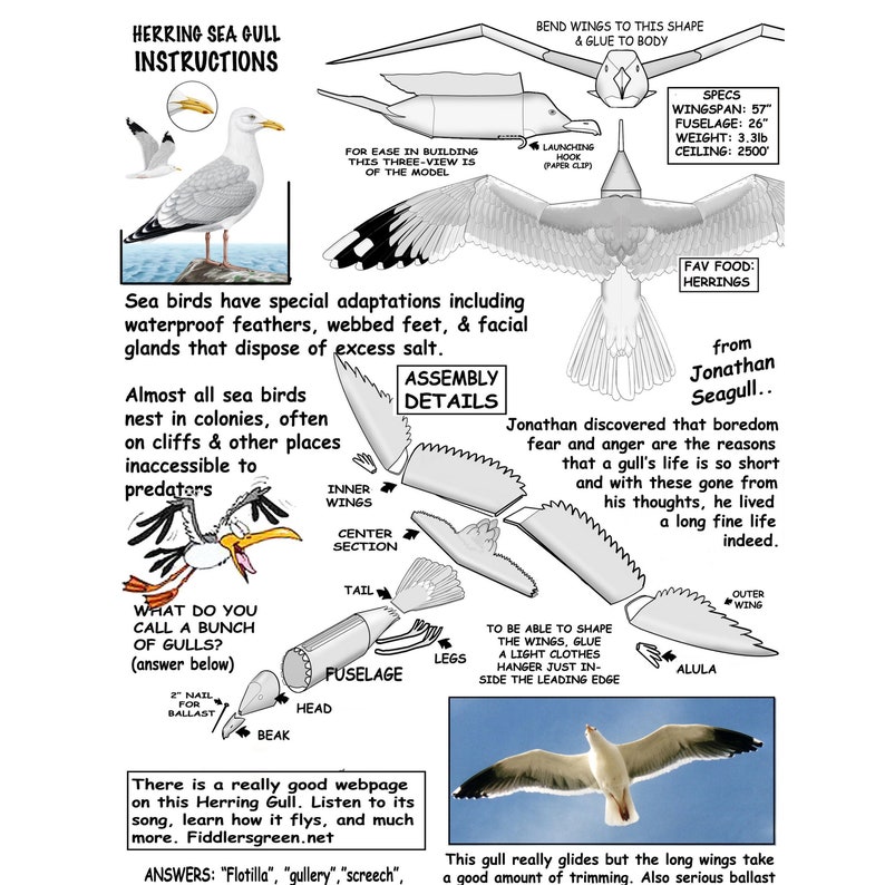 Sea Gull Model, Bird 3d Model, Paper Model Bird - Etsy