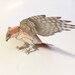 Hawk, Papercraft 3d Bird - Etsy