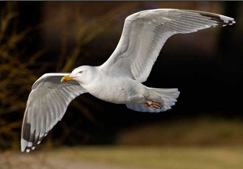 Sea Gull Model, Bird 3d Model, Paper Model Bird - Etsy