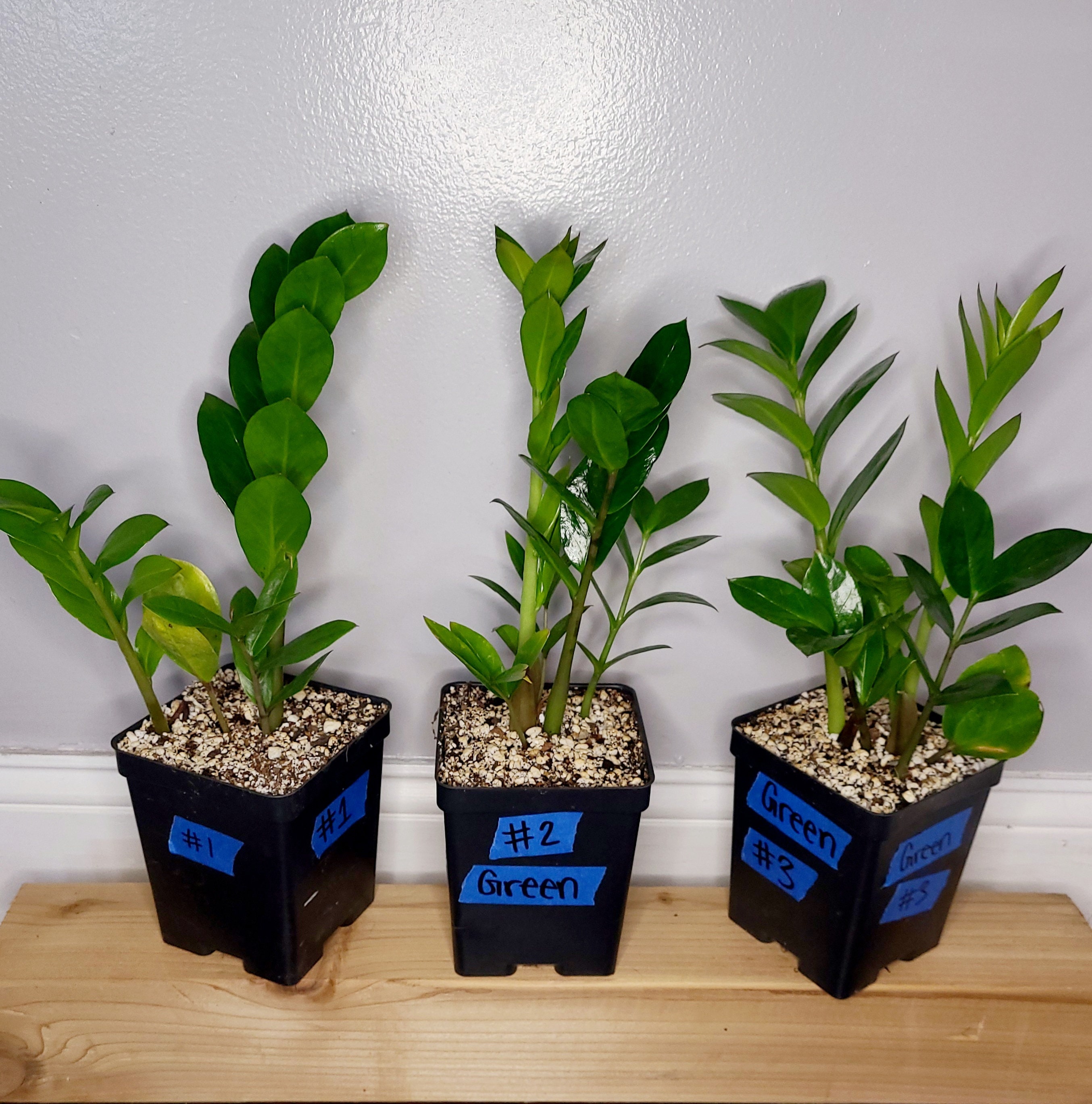 Green Zz Plant - Etsy