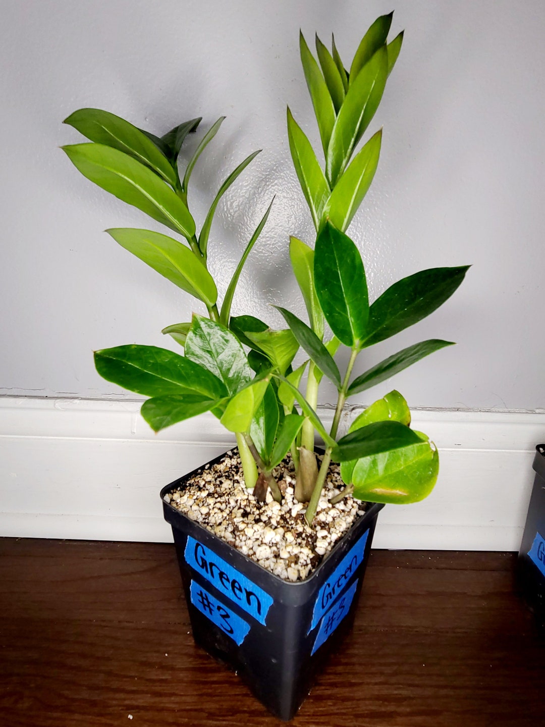 Green Zz Plant - Etsy