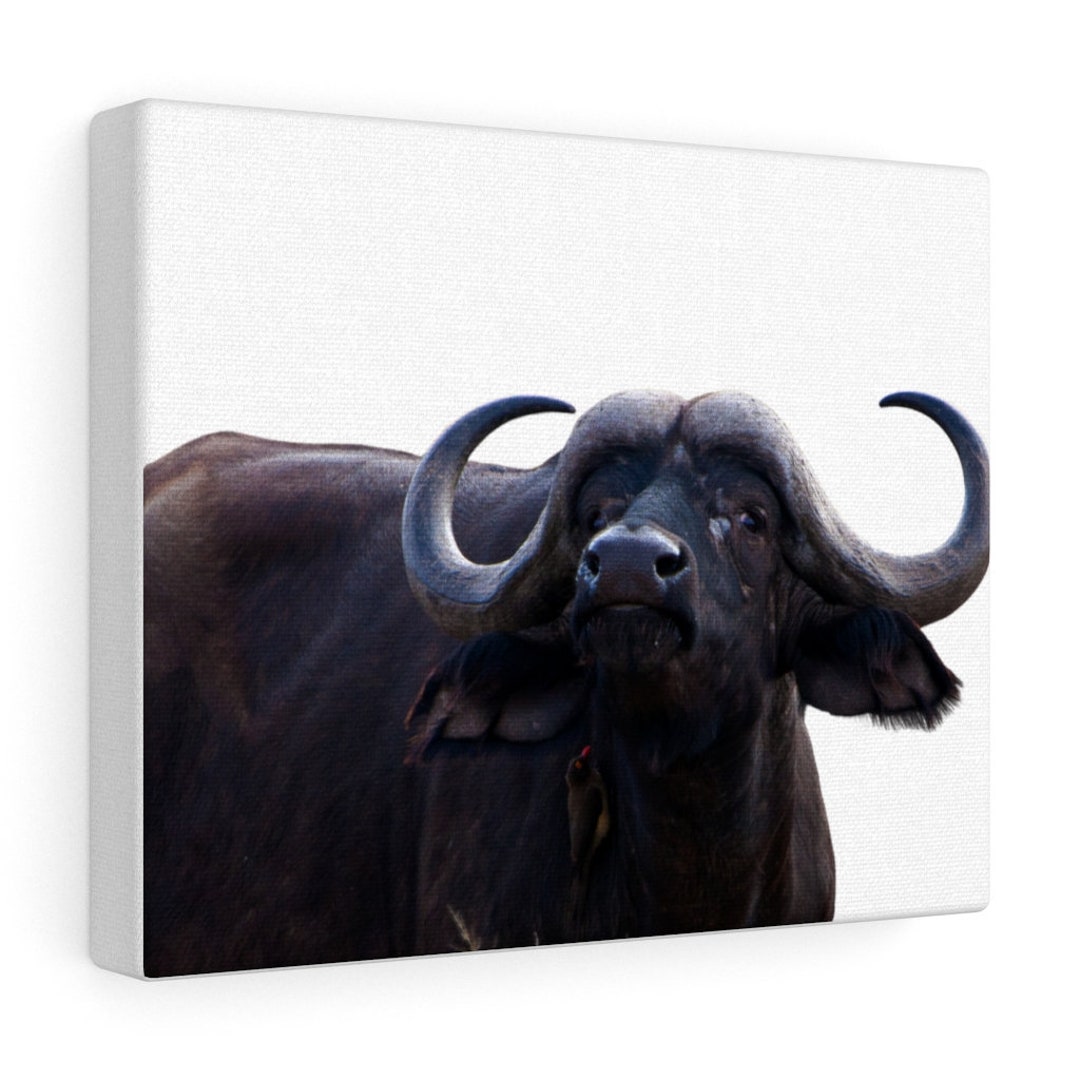 African Buffalo Canvas Gallery Wraps, Water Buffalo Print African - Etsy