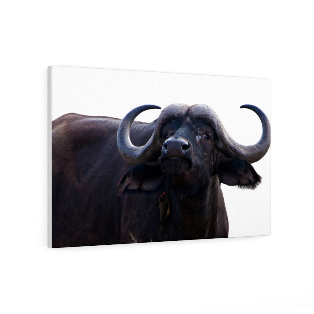 African Buffalo Canvas Gallery Wraps, Water Buffalo Print African - Etsy