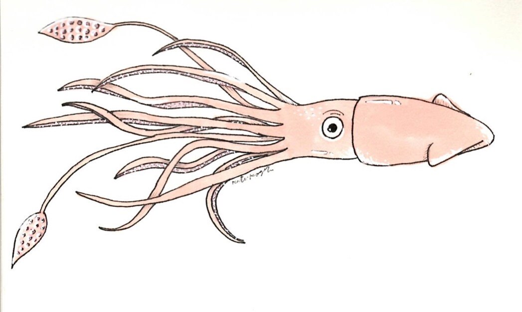 Giant Squid Sticker - Etsy