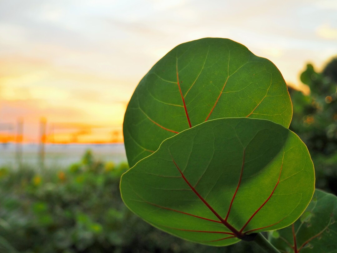 Siesta Key Mangrove - Etsy