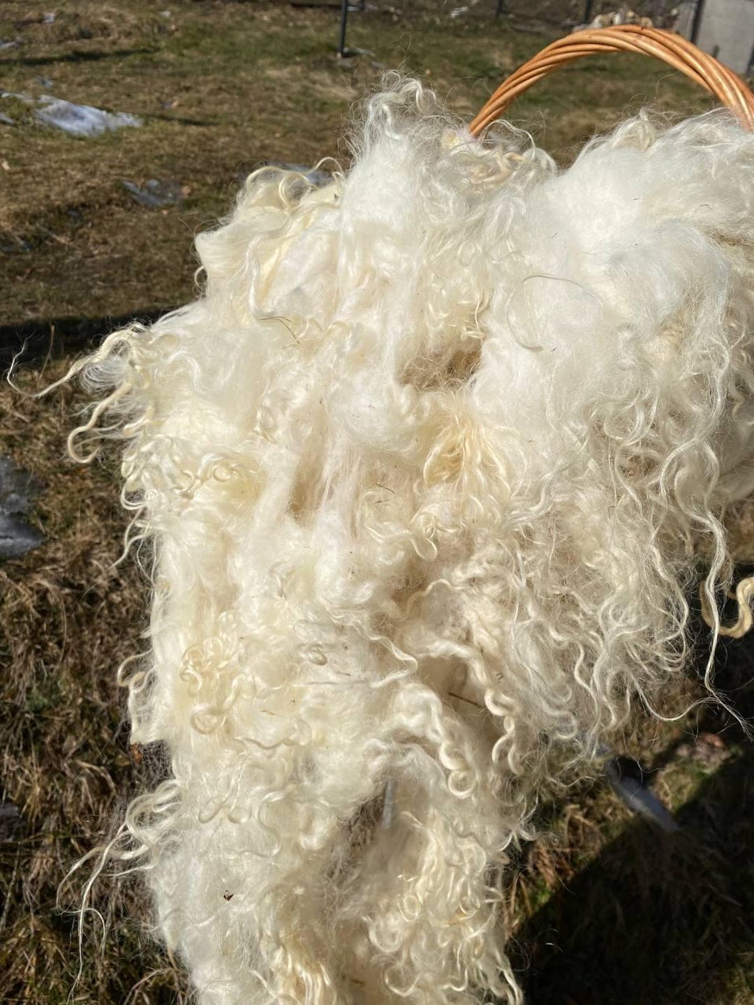 Hand-washed Wool No Chemical Treatment ,organic Raw Wool, Natural Sheep ...