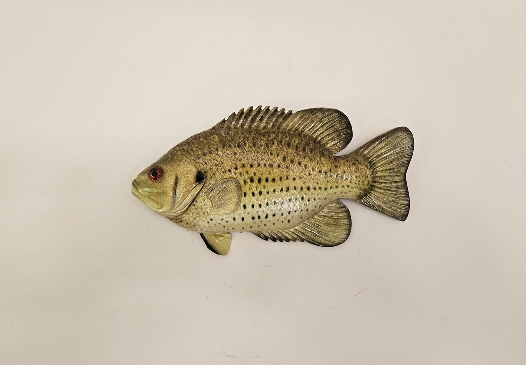 Composite Reproduction 9" Rock Bass Plaque - Etsy