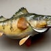 11” Perch Fish Mount - Real Skin - Etsy