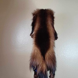 Beautiful Real Alaskan Wolverine Prime Fur Trapper Hat Taxidermy - Etsy