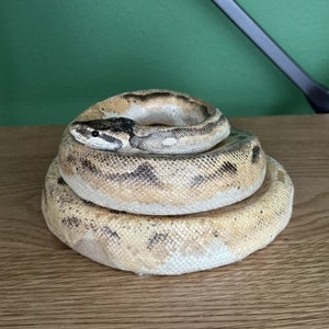 Real Massive Ball Dinker Python Taxidermy Mount - Etsy