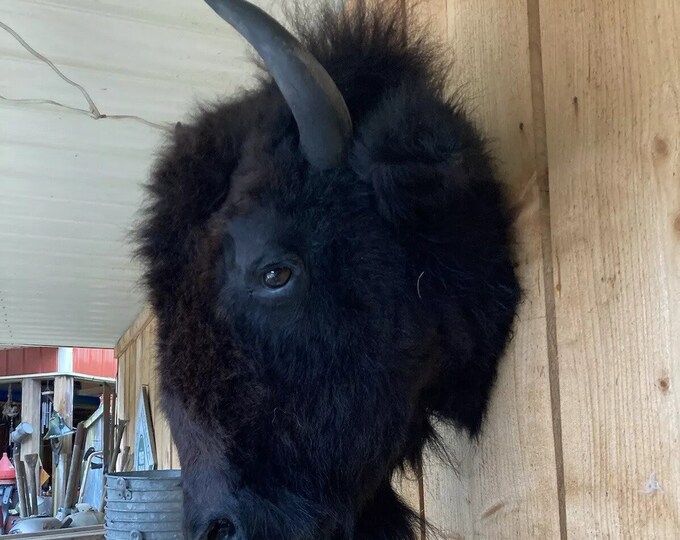Real Buffalo / Bison Head Taxidermy Mount New Neck Mount (you Get One ...
