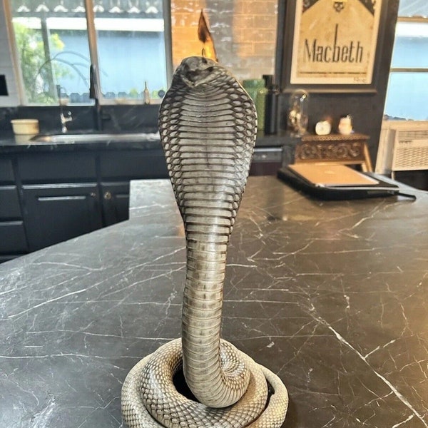 Taxidermy Snake - Etsy