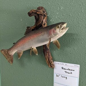 Beautiful Real Skin Wild Rainbow Trout 21 - Etsy