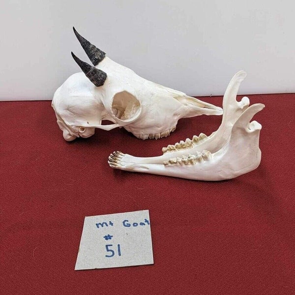 Mountain Goat Skull - Etsy