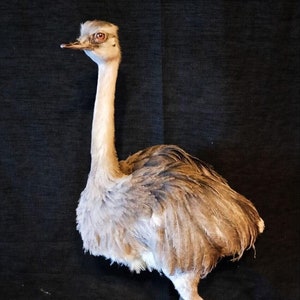 Museum Quality Ostrich Taxidermy Mount - Etsy