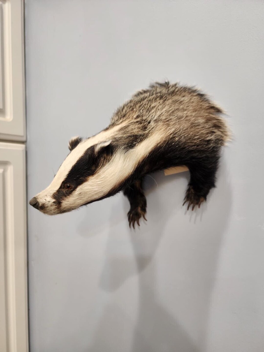 New European Badger Taxidermy Mount - Etsy