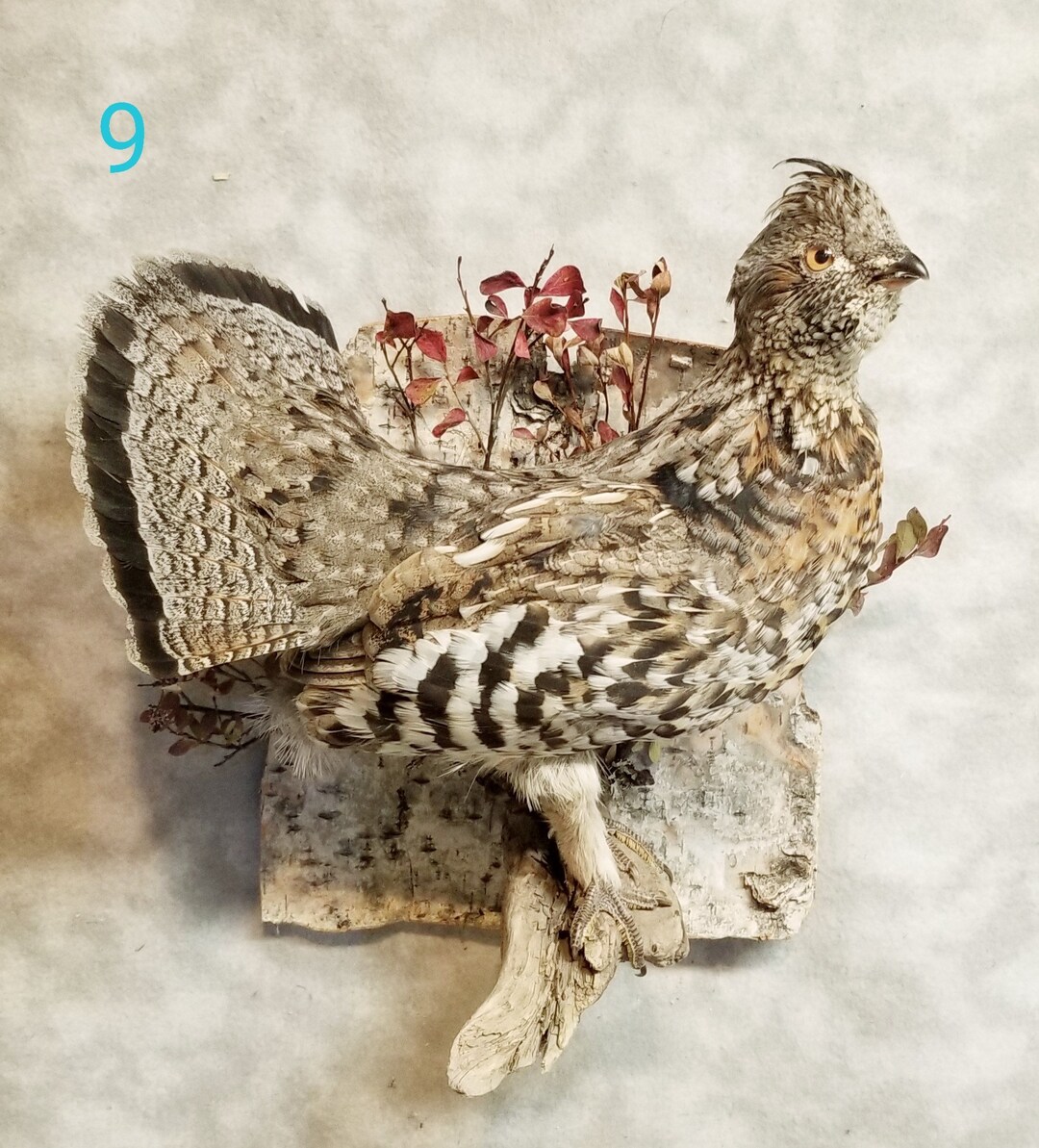 Ruffed Grouse Pheasant Taxidermy Mount Bird Art - Etsy