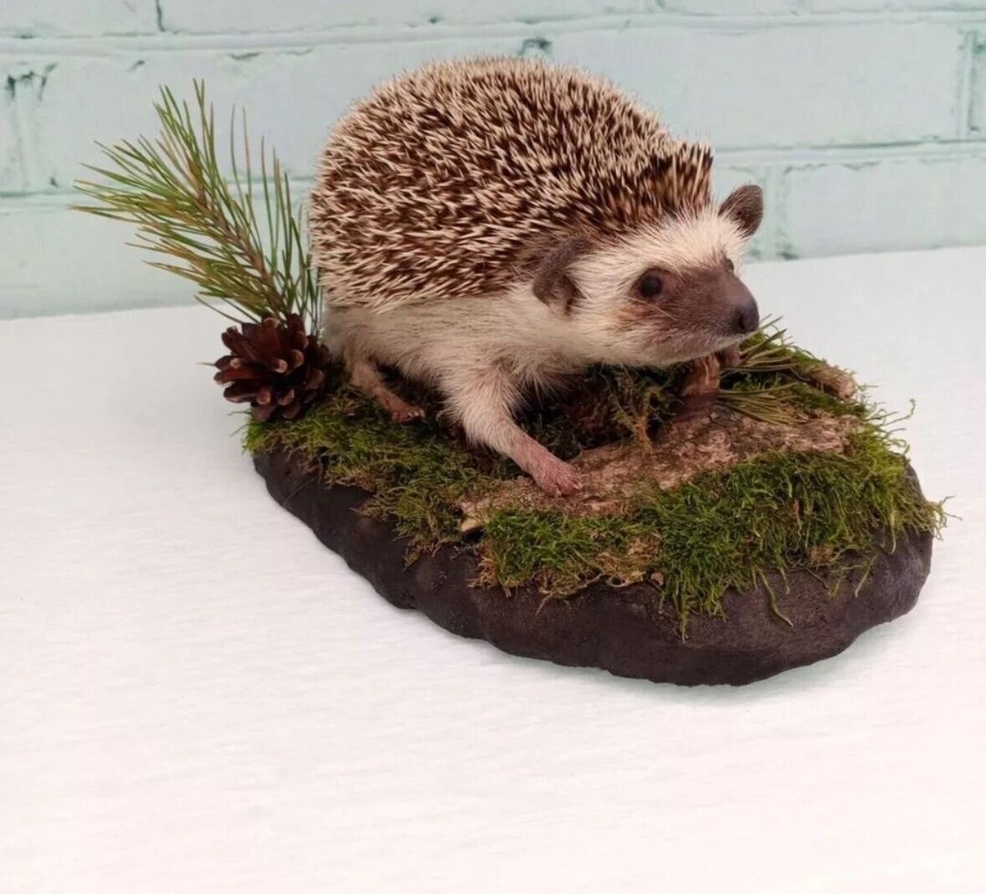 Large Hedgehog Taxidermy Mount - Etsy