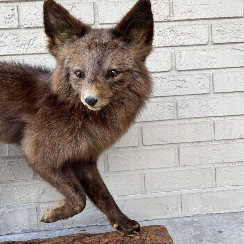 Taxidermy Red Fox full Body on Pine Log - Etsy