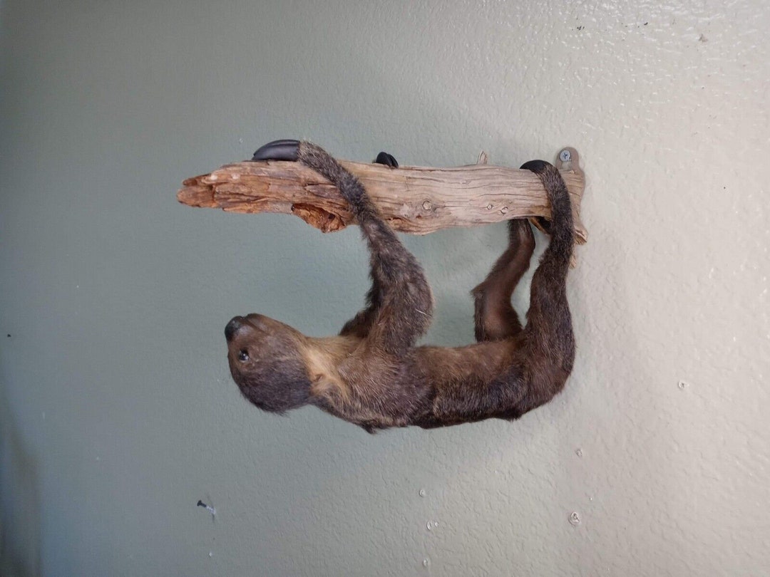 Baby Sloth Taxidermy Table Mount Full Body - Etsy