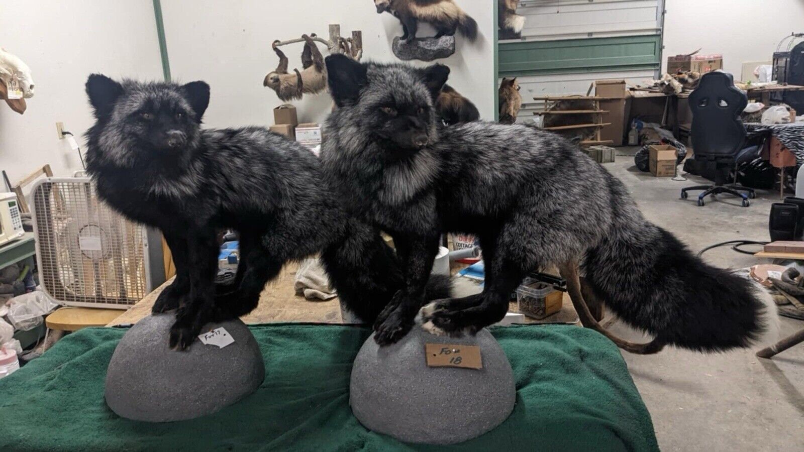 Red Fox Taxidermy Full Body Mount Cabin Camp Man Cave Home Office Den ...