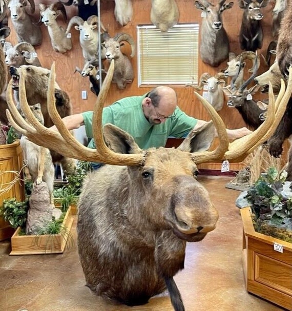 Deer Skull Hangers European Big Game Wall Mount - Moose, Buffalo, Elk ...