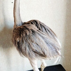 Museum Quality Ostrich Taxidermy Mount - Etsy