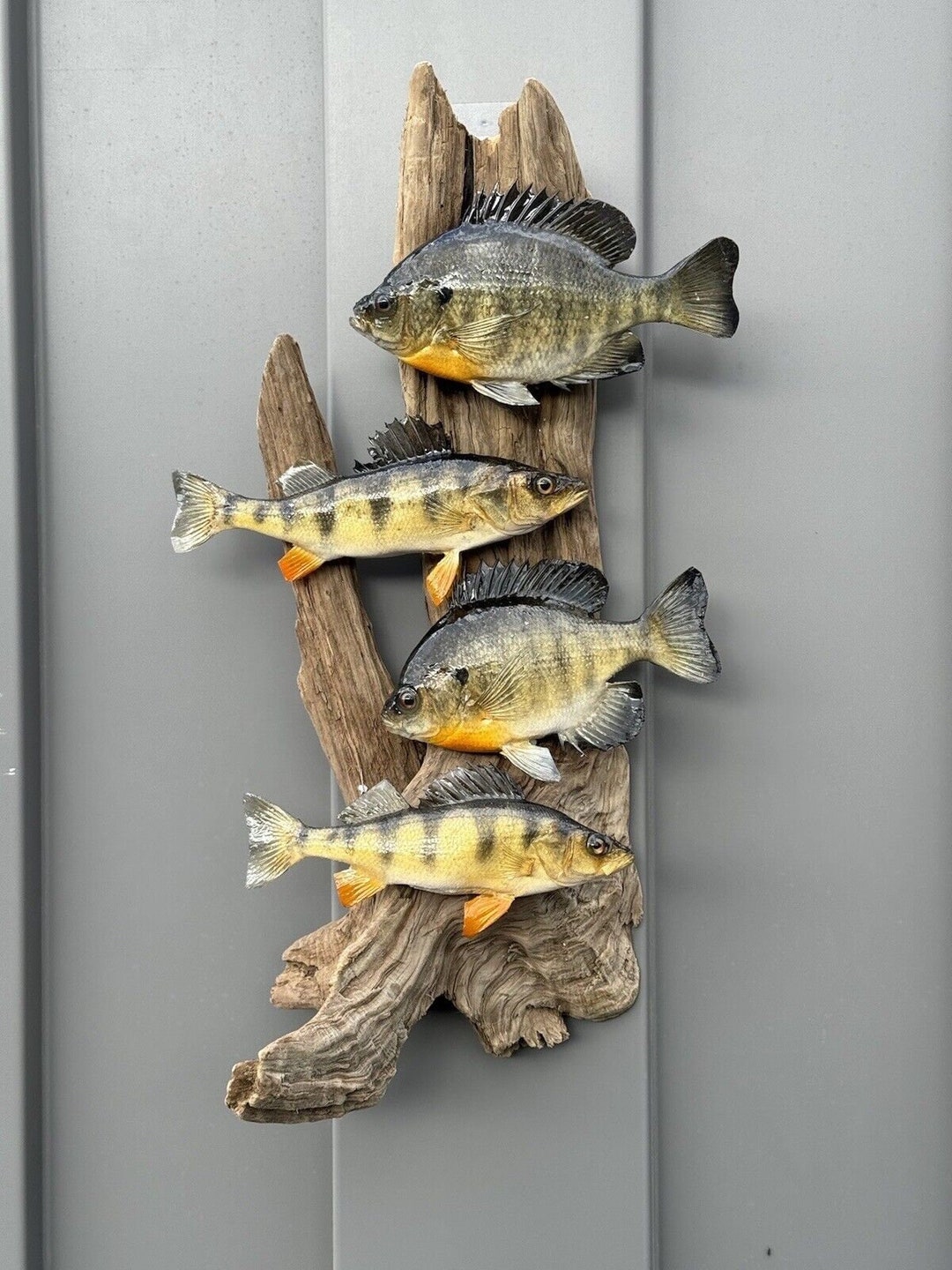 Real Skin Beautiful Sunfish Fish Taxidermy Wall Mount - Etsy