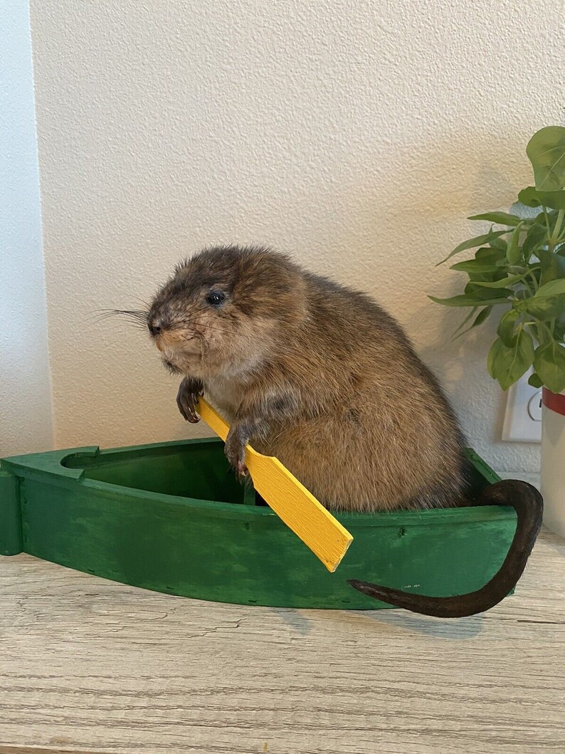 Muskrat in Canoe Taxidermy Mount for Sale - Etsy